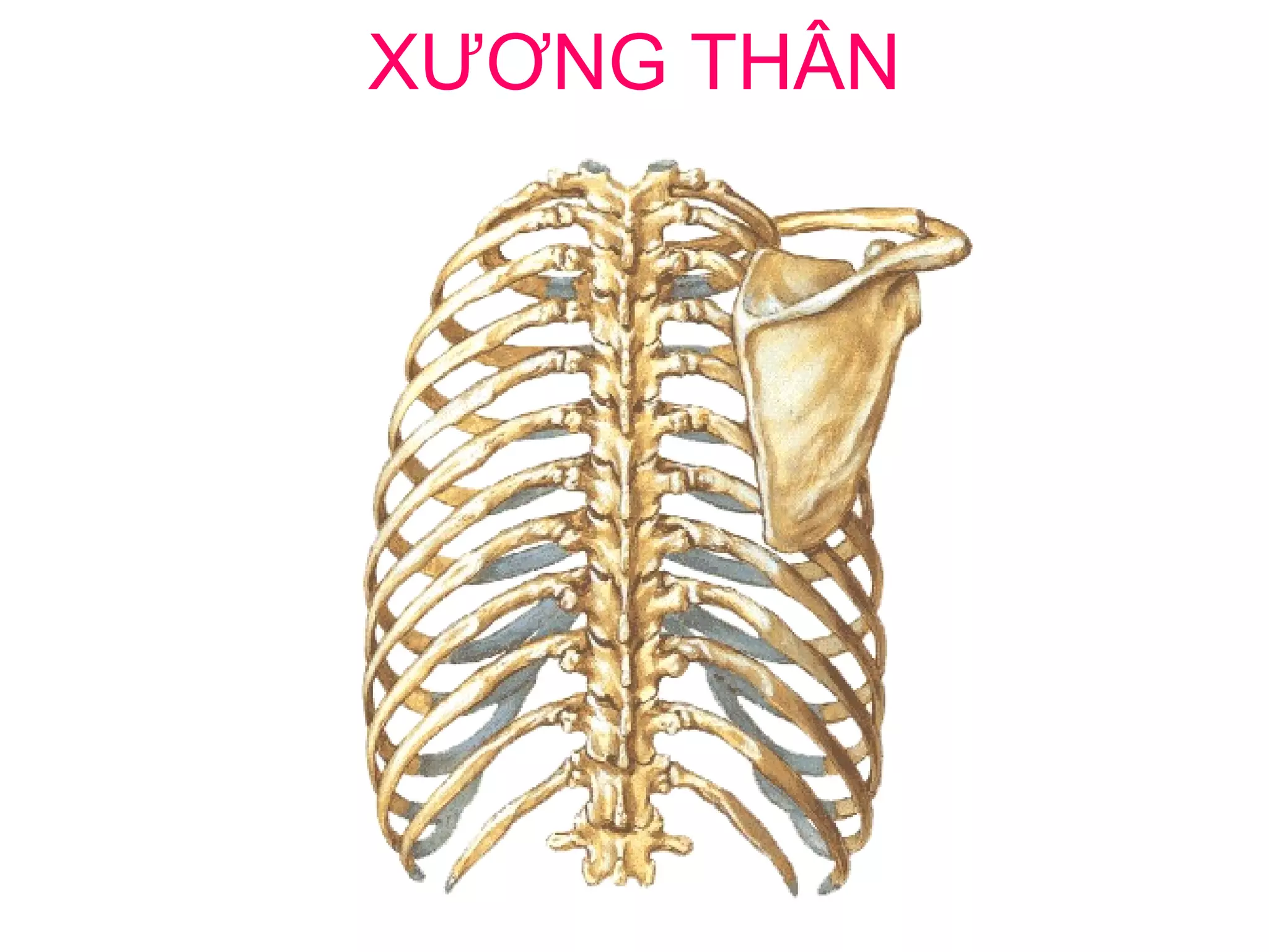 Giai phau vung nguc bung | PPT