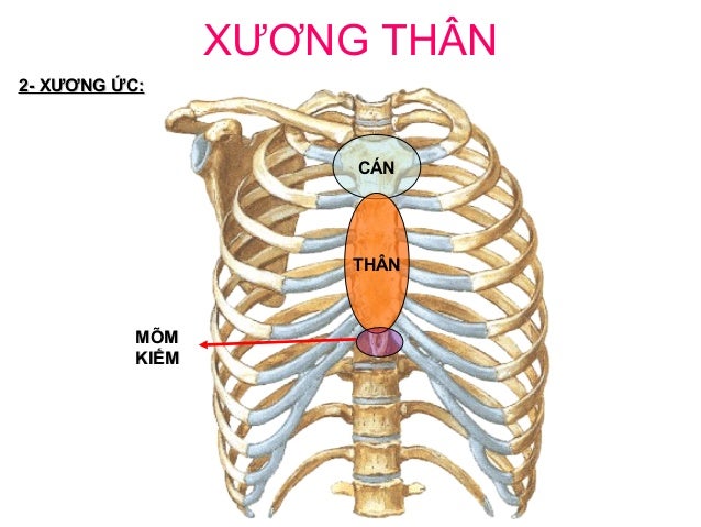 Giai phau vung nguc bung