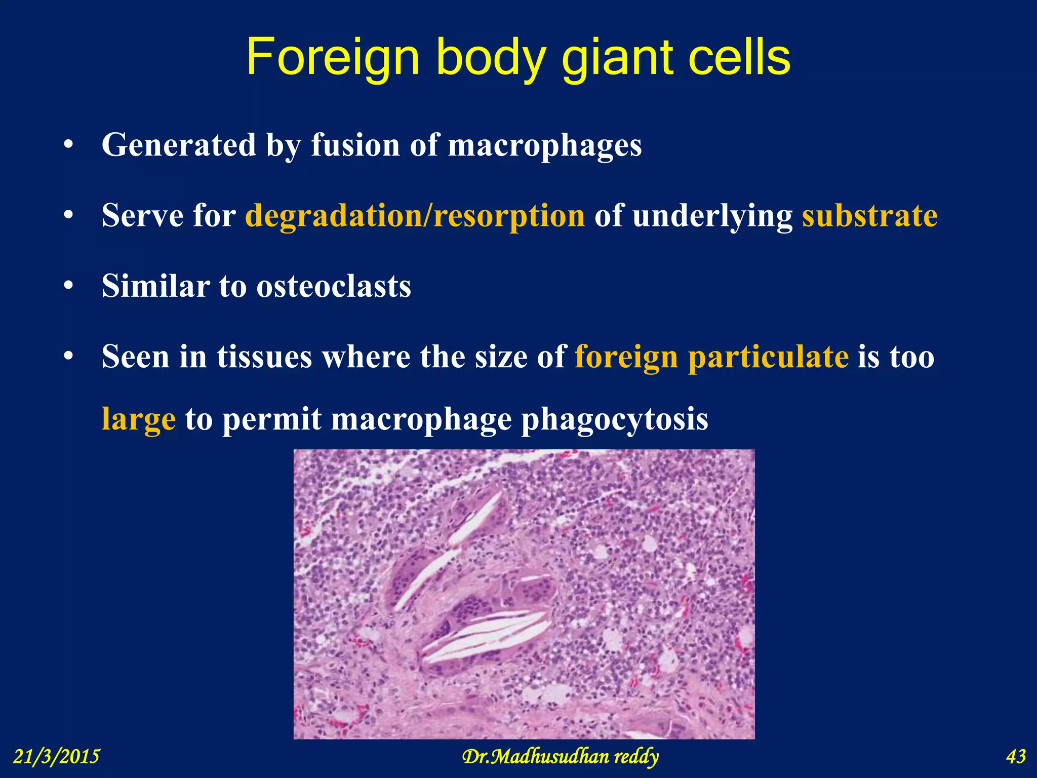 Giant cell formation and function ppt | PPTX