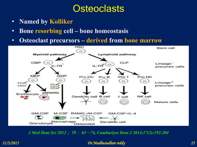 Giant cell formation and function ppt | PPTX | Biological Sciences ...