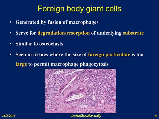 Giant cell formation and function ppt | PPTX | Biological Sciences ...