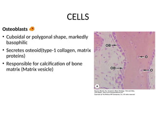 Giant cell lesions of bone new.pptx fully | PPTX