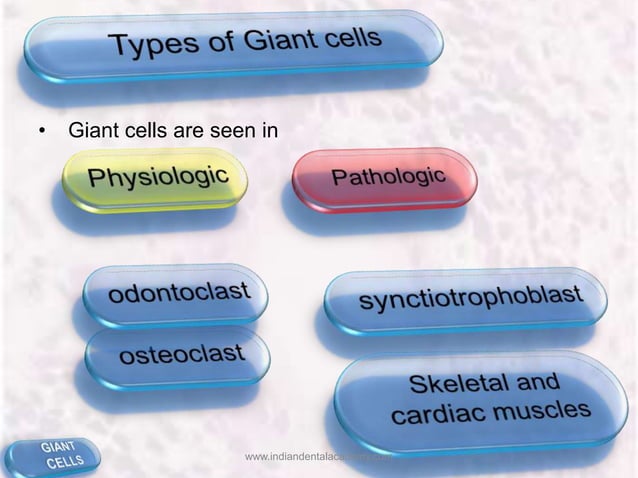 Types of Giant cells /endodontic courses | PPTX | Genetics | Science