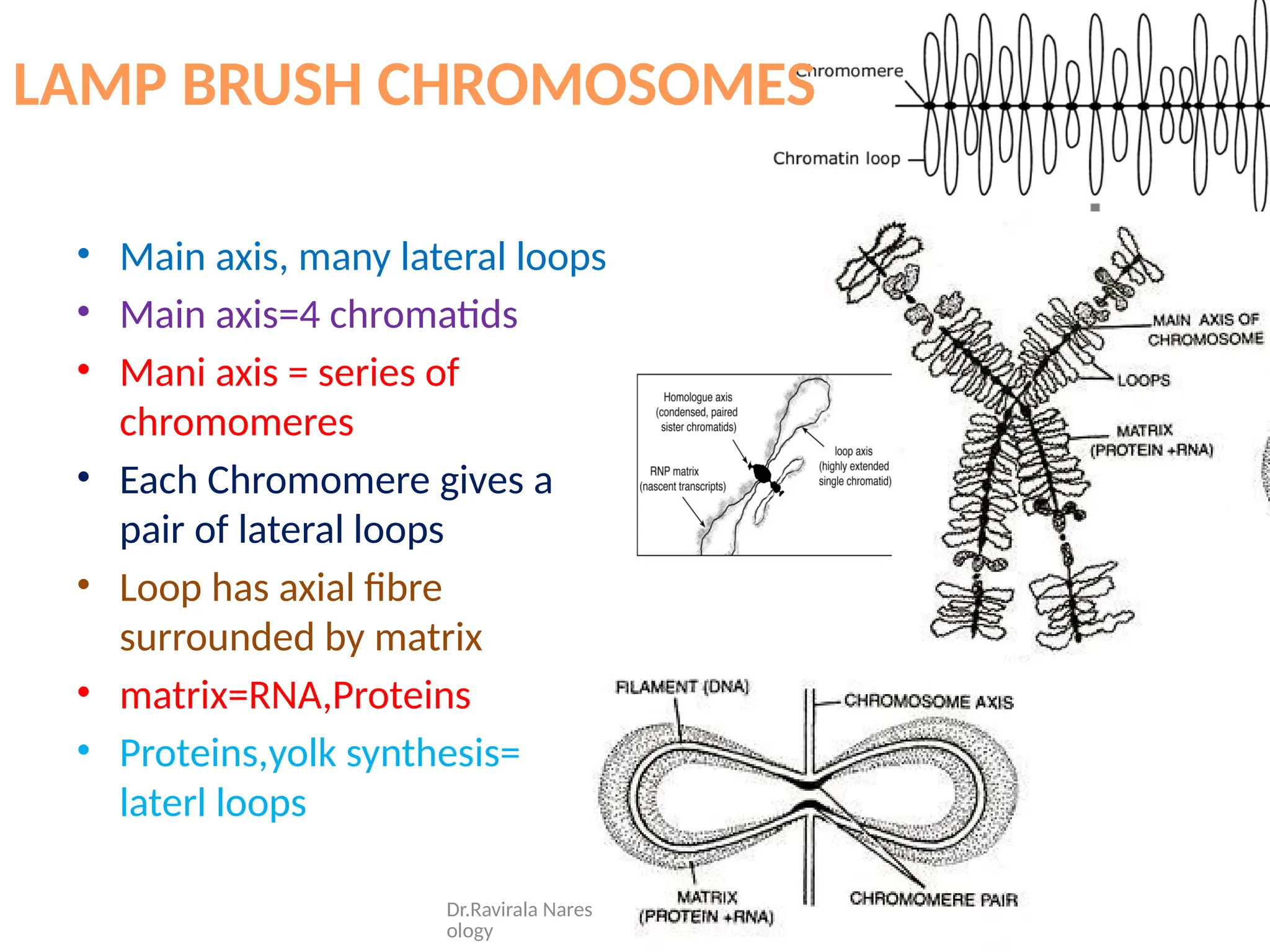 STRUCTURE AND TYPES OF GIANT CHROMOSOMES | PPTX