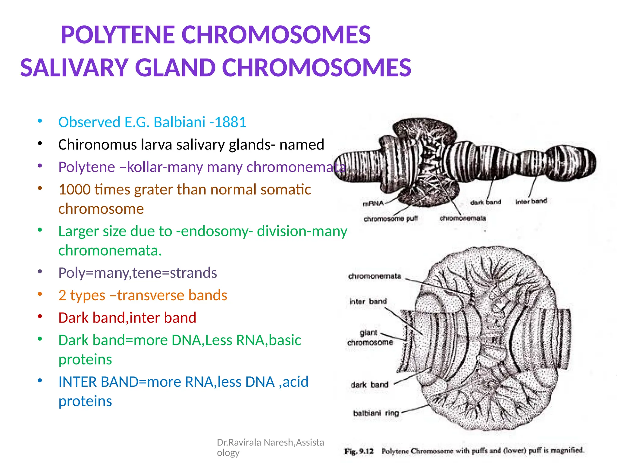 STRUCTURE AND TYPES OF GIANT CHROMOSOMES | PPTX