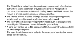 Giant Chromosome details explanation by Yashika srivastava . | PPTX