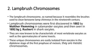 Giant Chromosome details explanation by Yashika srivastava . | PPT