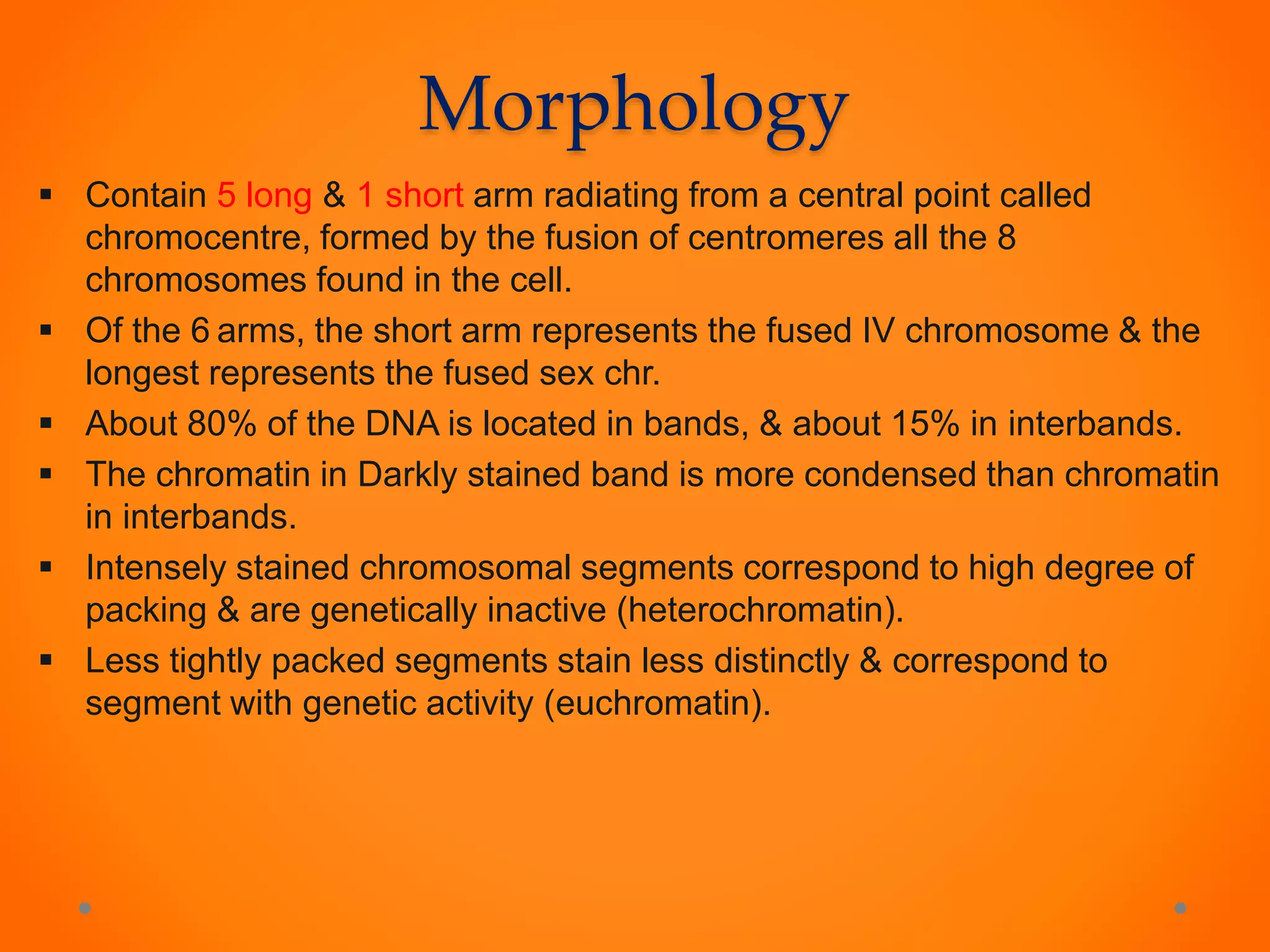 Giant chromosomes-lampbrush & Polytene | PPTX