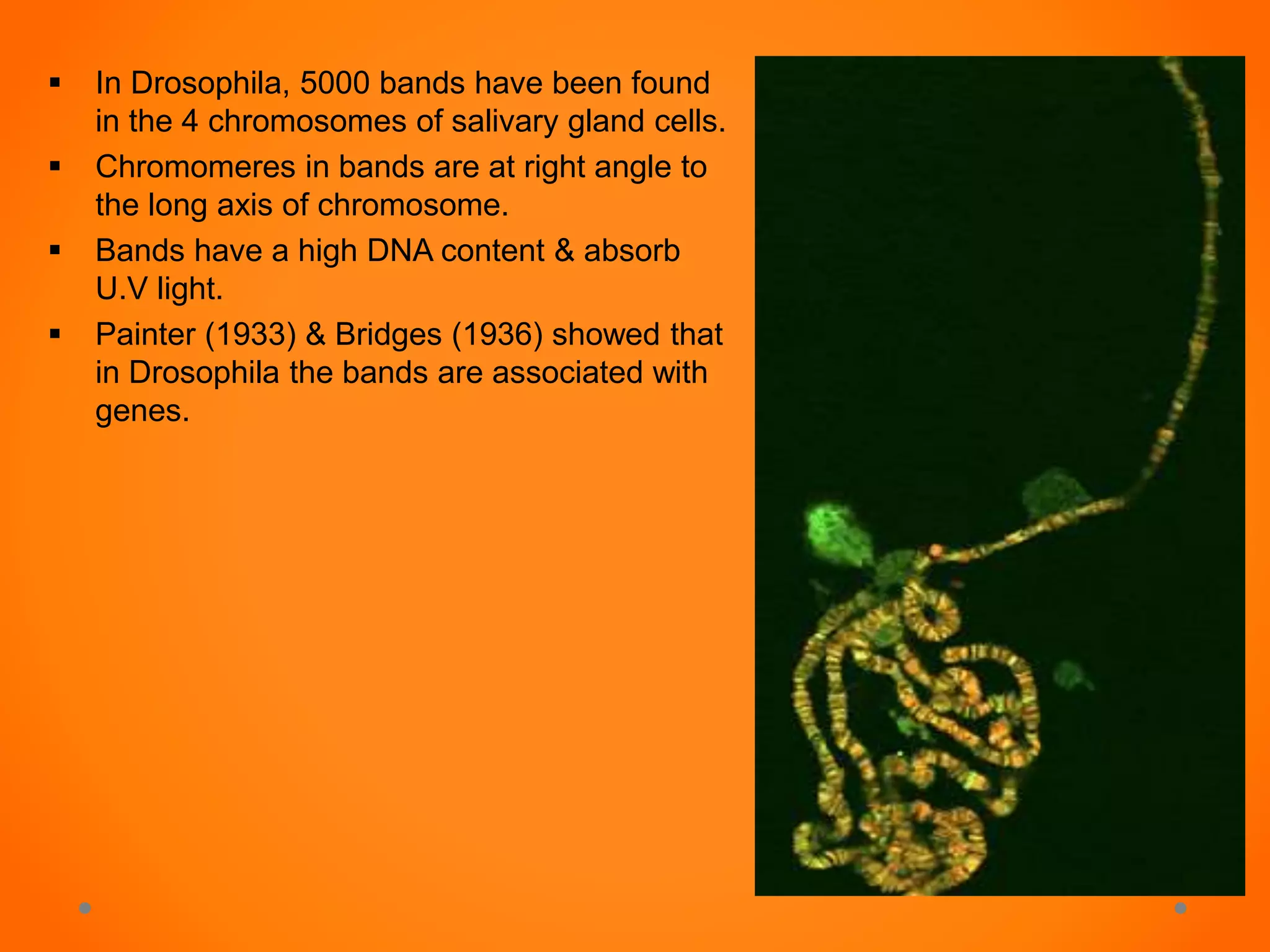 Giant chromosomes-lampbrush & Polytene | PPTX