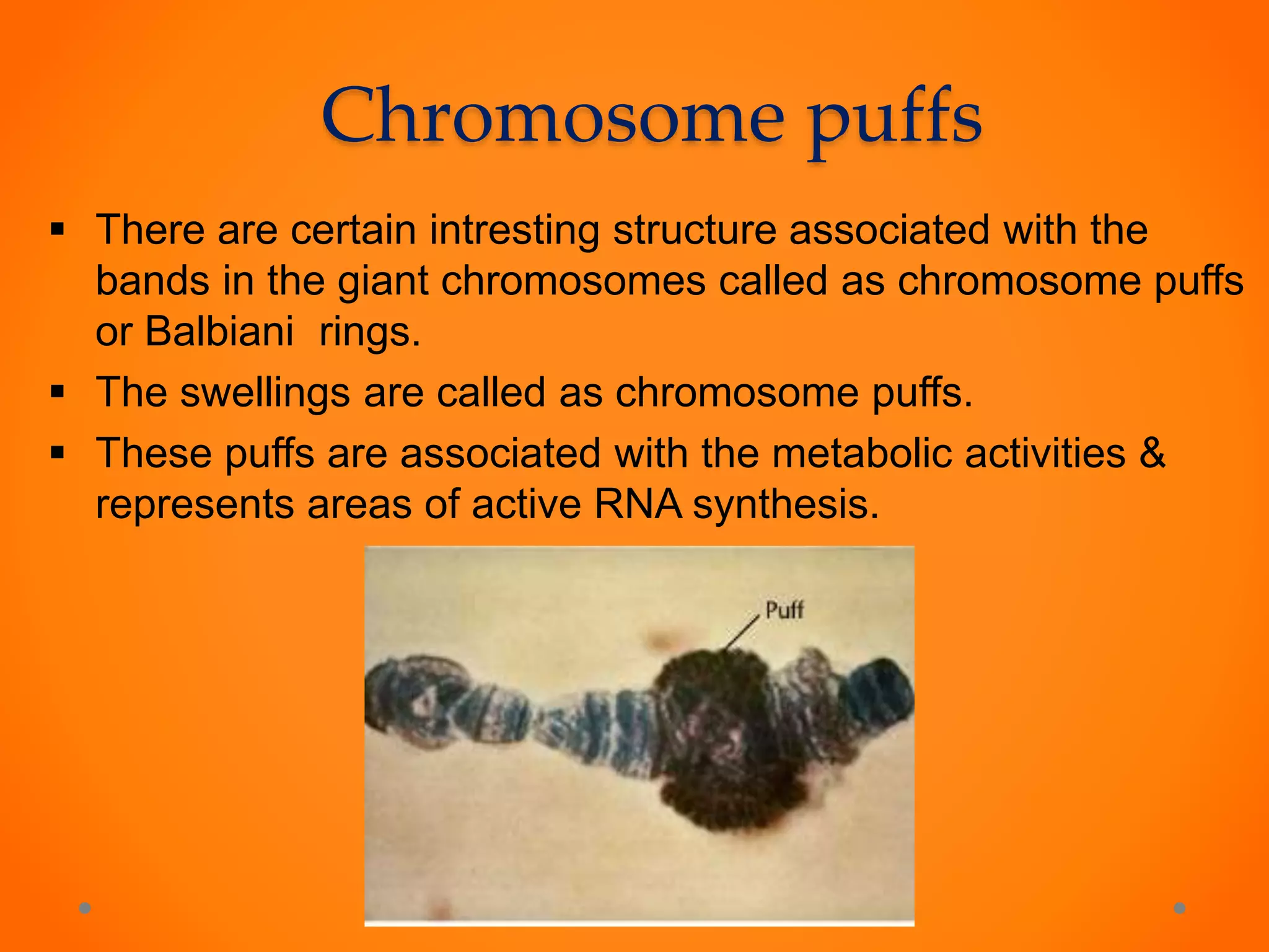 Giant chromosomes-lampbrush & Polytene | PPTX