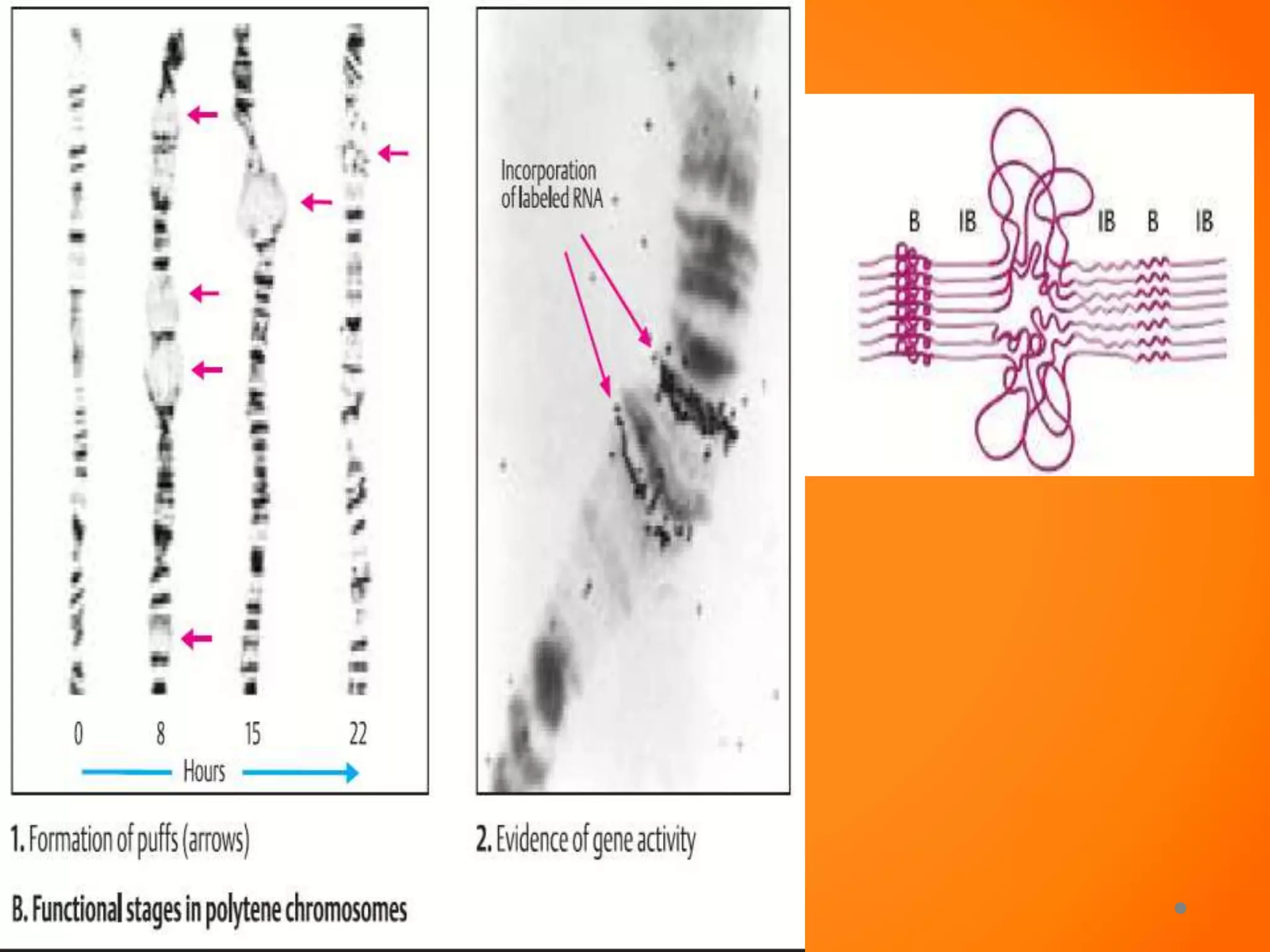 Giant Chromosomes Lampbrush And Polytene Pptx