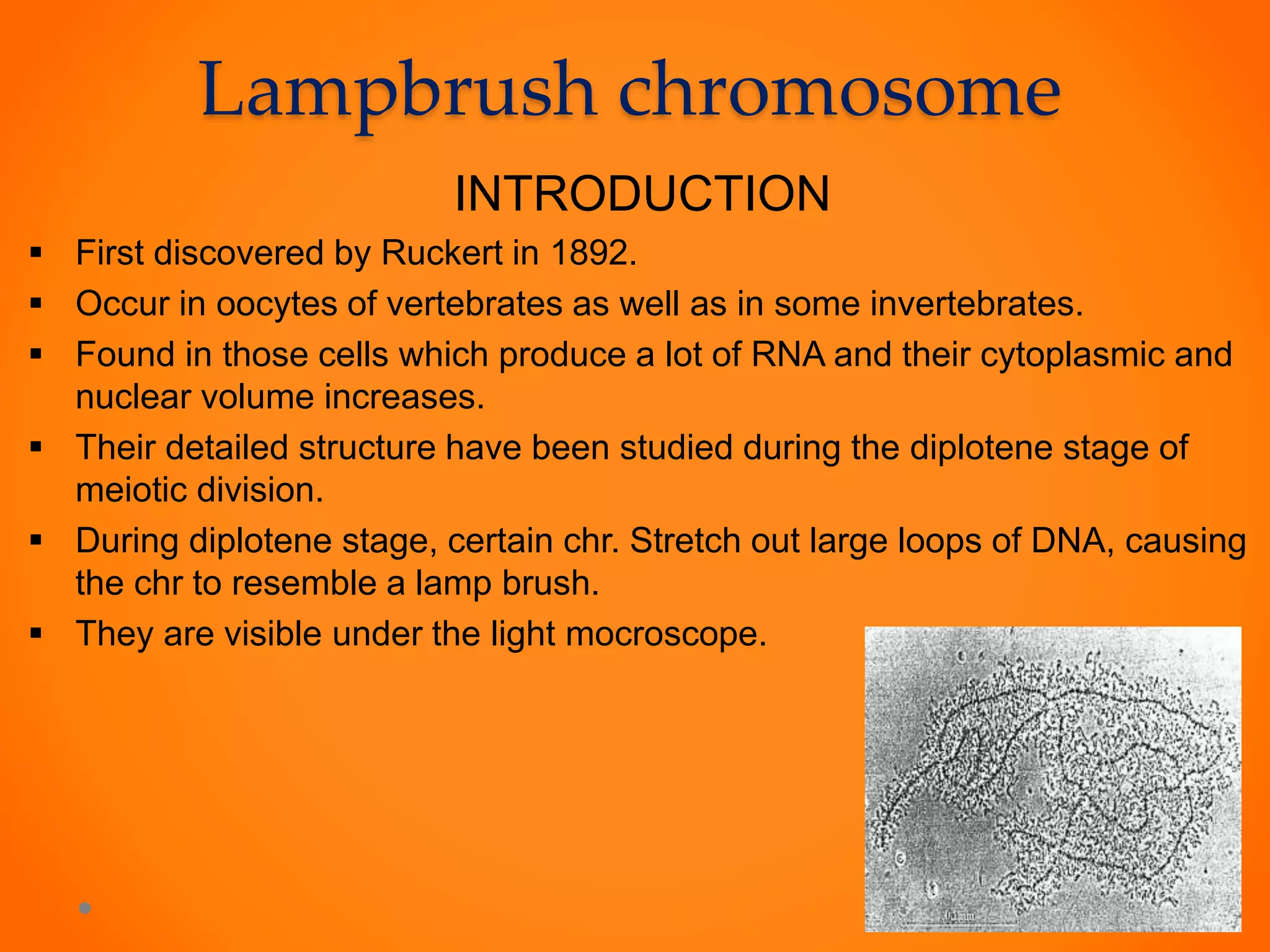 Giant chromosomes-lampbrush & Polytene | PPTX