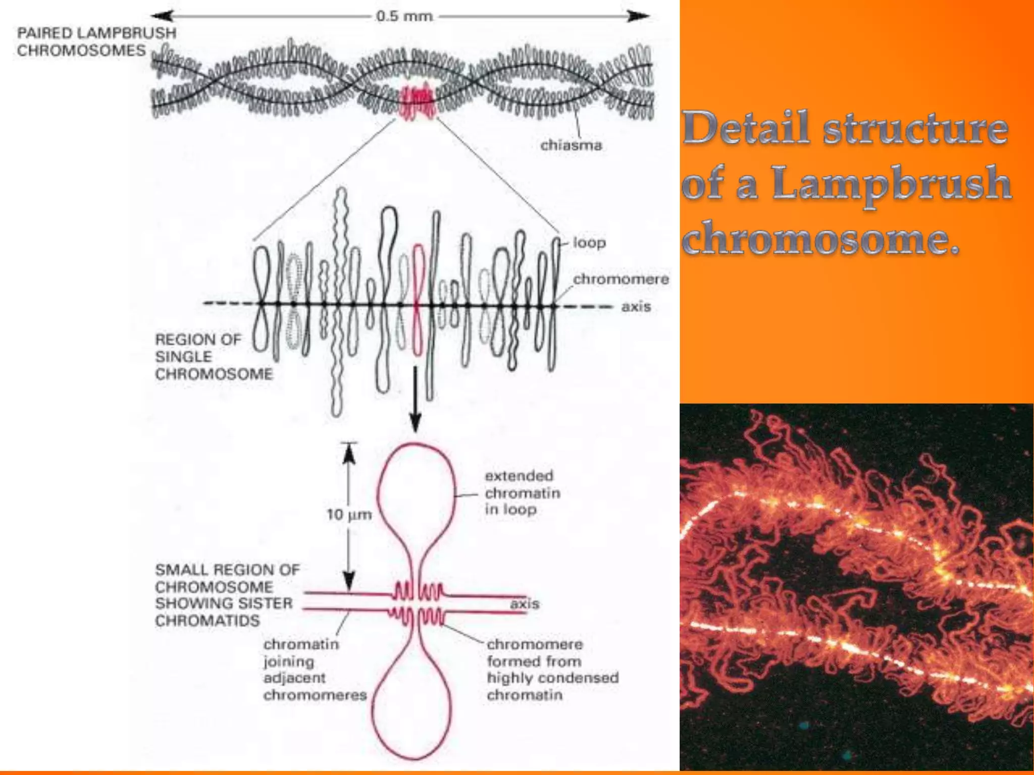 Giant chromosomes-lampbrush & Polytene | PPTX