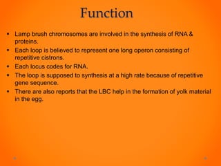 Giant chromosomes-lampbrush & Polytene | PPTX