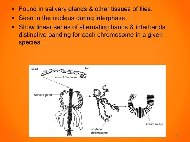 Giant chromosomes-lampbrush & Polytene | PPTX
