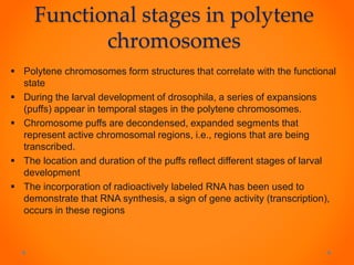 Giant chromosomes-lampbrush & Polytene | PPTX