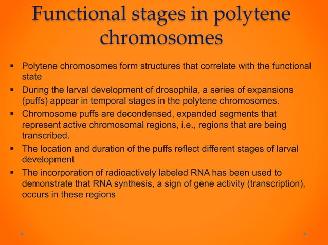 Giant Chromosomes Lampbrush And Polytene Pptx