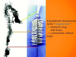 Giant chromosomes-lampbrush & Polytene | PPTX