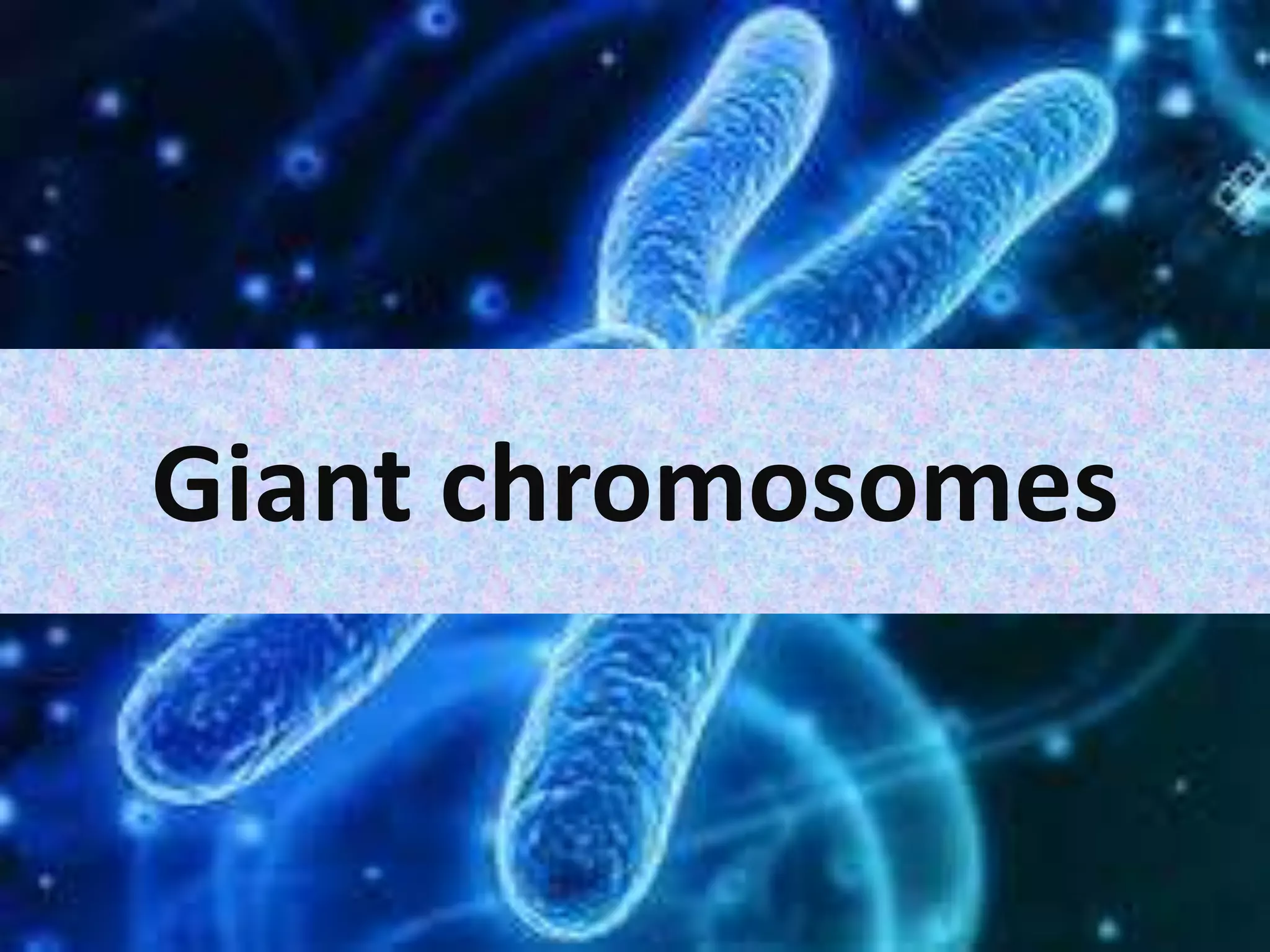 Giant chromosomes | PPT