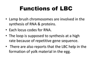 Giant chromosomes | PPTX
