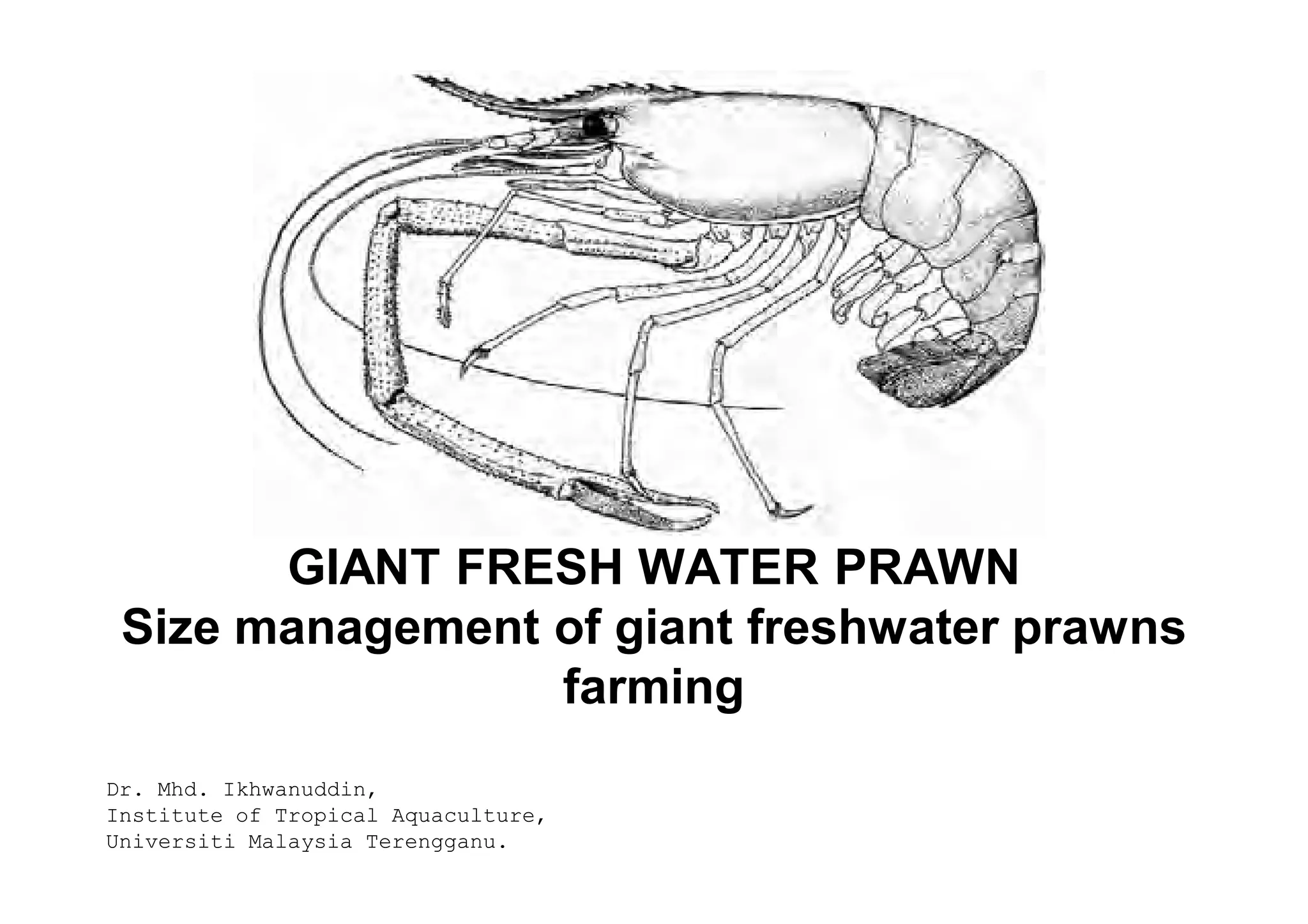 Giant freshwater prawn_size_management | PPT