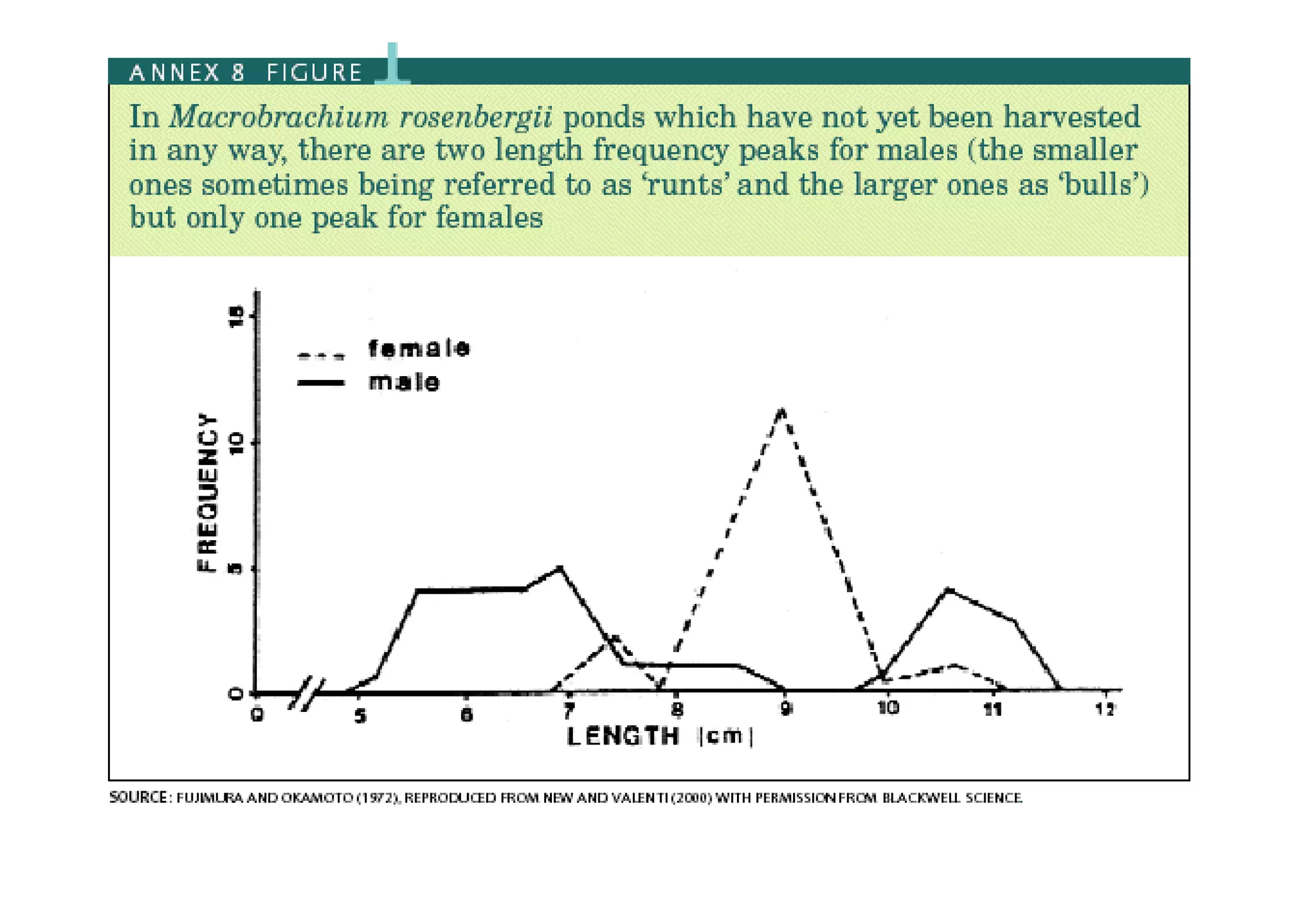 Giant freshwater prawn_size_management | PDF
