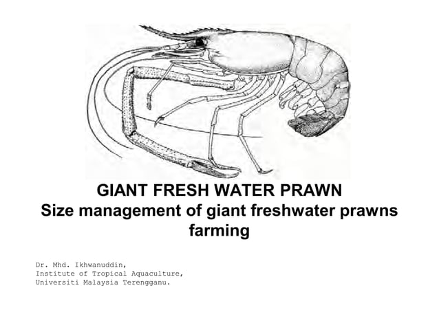 Giant freshwater prawn_size_management | PDF