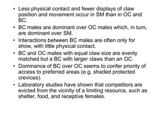 Giant freshwater prawn_size_management | PDF