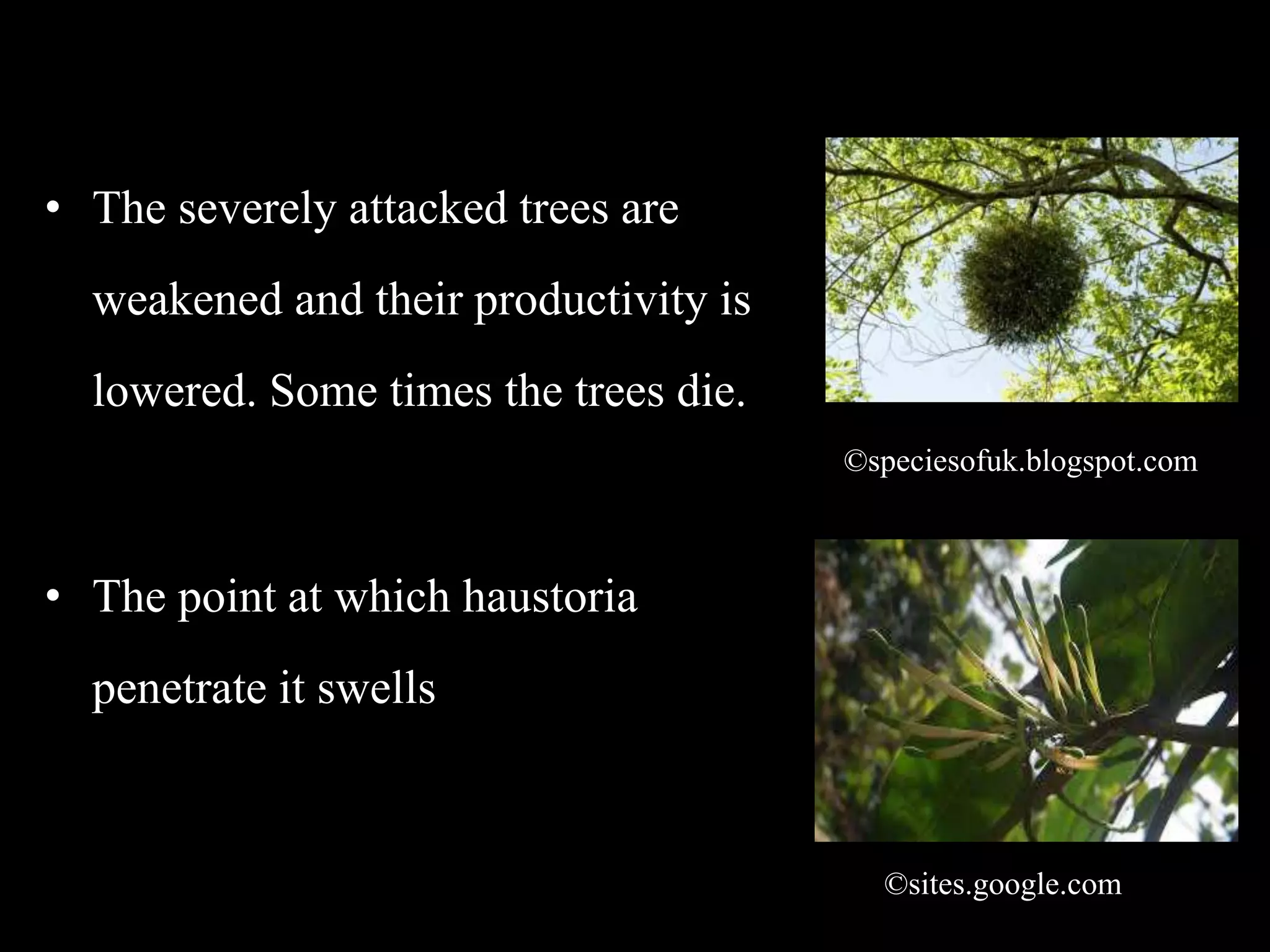Giant mistletoe | PPT