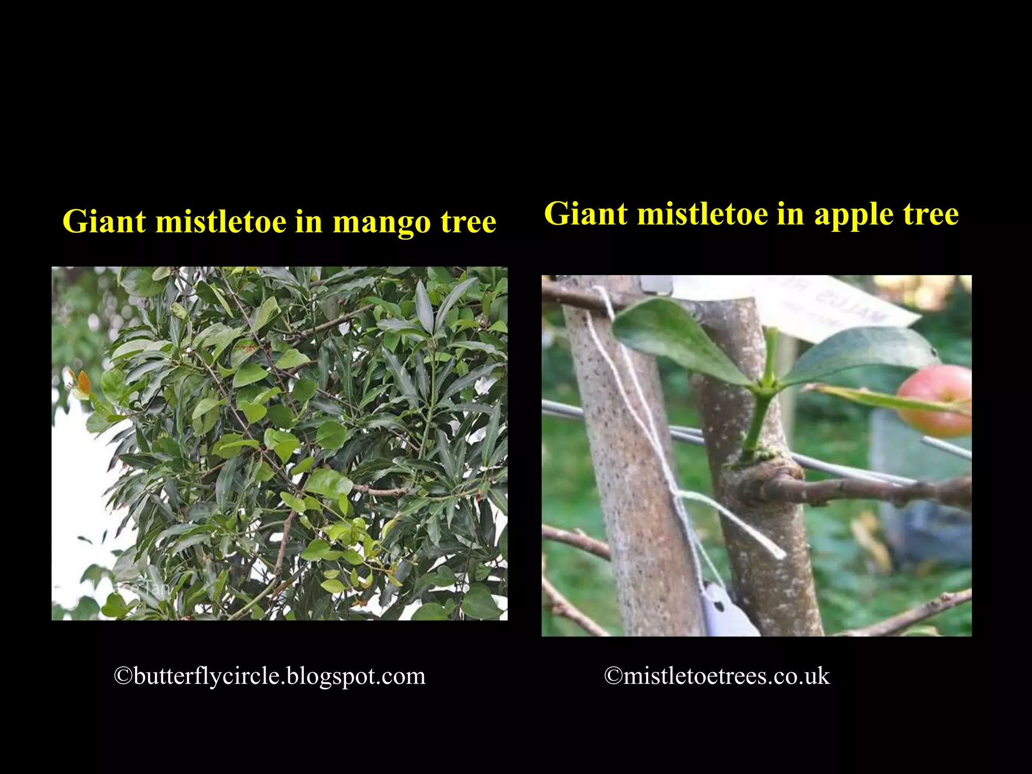 Giant mistletoe | PPT