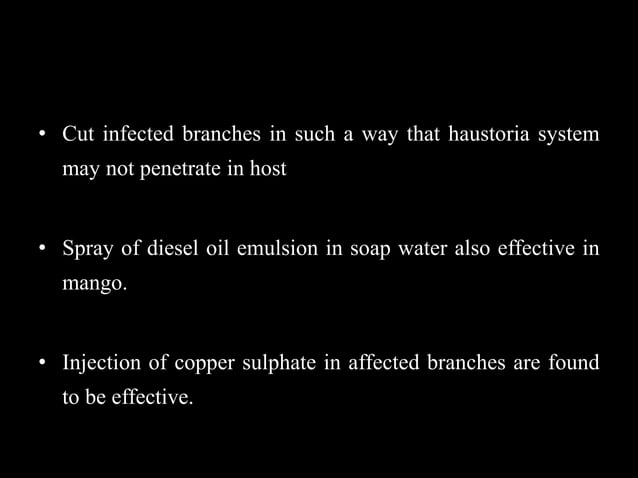 Giant mistletoe | PPT