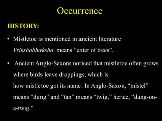 Giant mistletoe | PPT