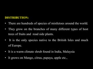 Giant mistletoe | PPT