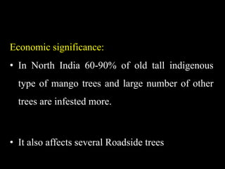 Giant mistletoe | PPT