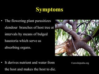 Giant mistletoe | PPT