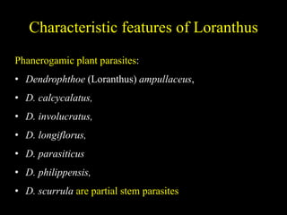 Giant mistletoe | PPT