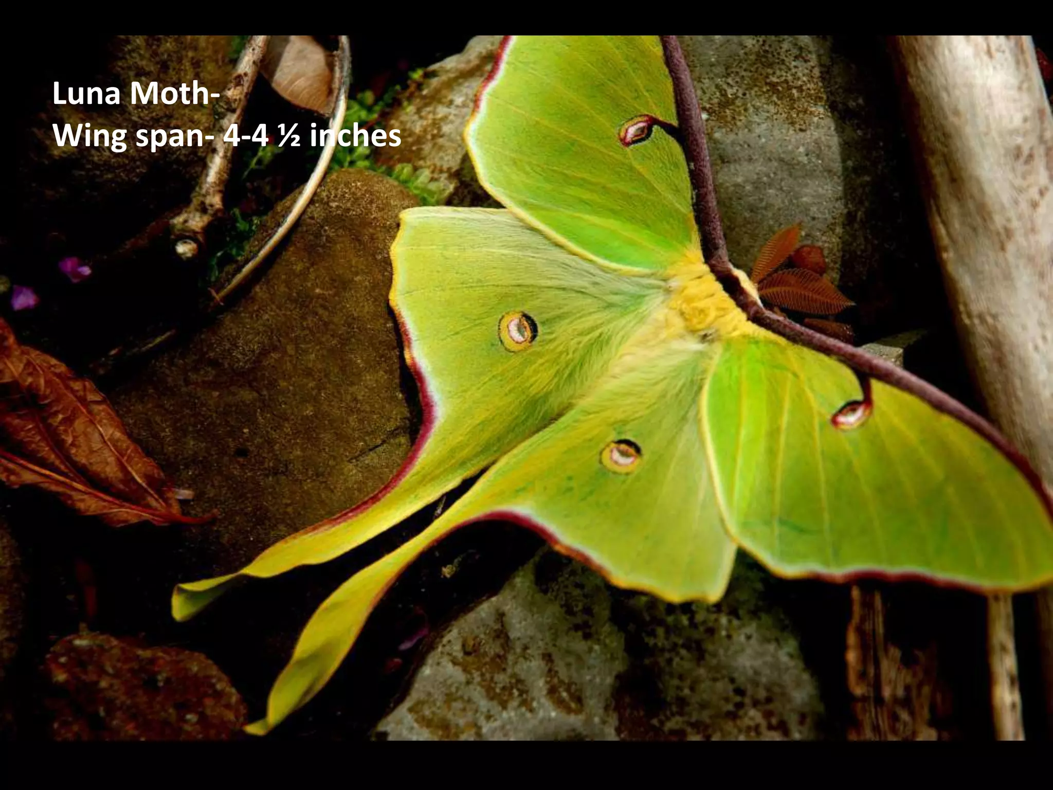 Giant Moths | PPSX