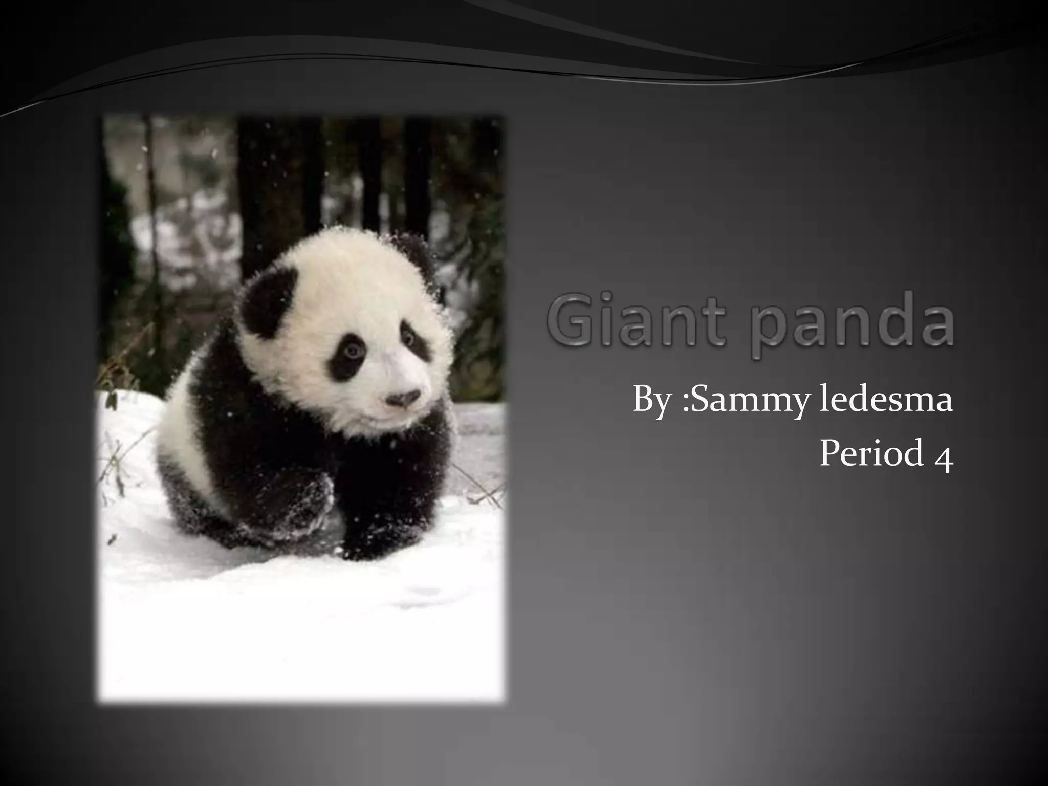Giant panda | PPTX