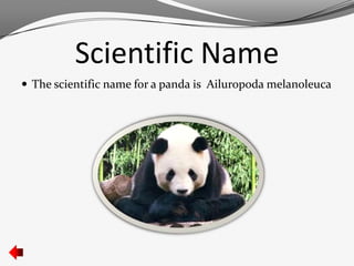 Giant panda | PPT