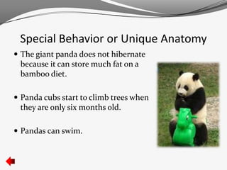 Giant panda | PPTX