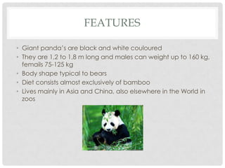 Giant panda | PPTX | Large Animals | Pets