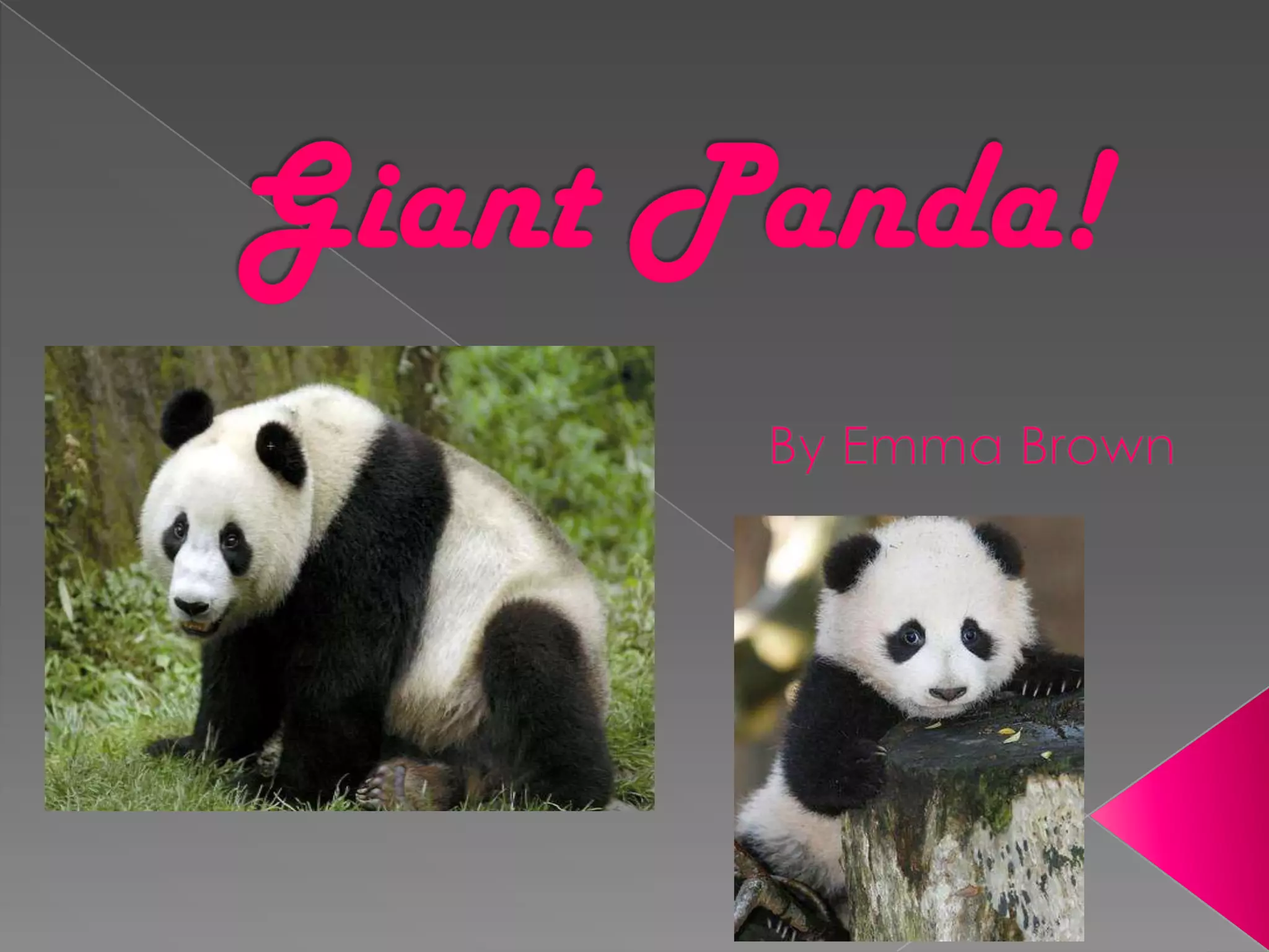 Giant panda! | PPTX