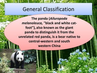 Description of Giant Panda (animal) | PPT