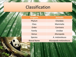 Description of Giant Panda (animal) | PPT