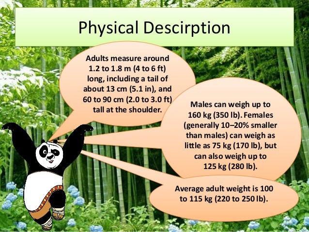 Description of Giant Panda (animal)
