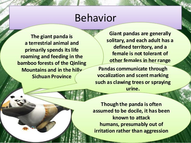 Description of Giant Panda (animal)
