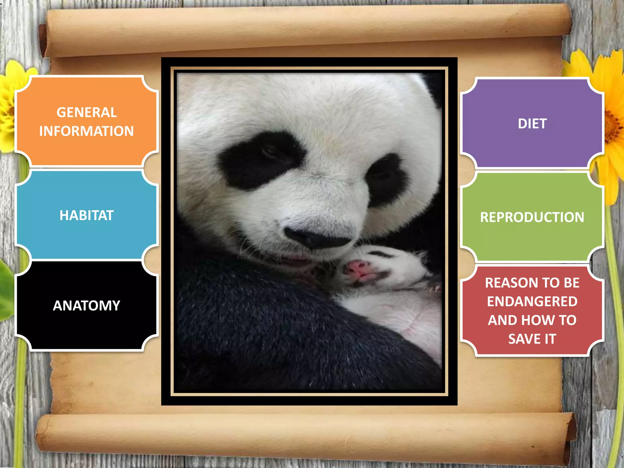 Giant panda | PPTX