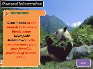 Giant panda | PPTX