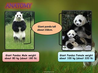 Giant panda | PPT