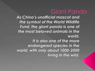 Giant panda | PPTX | Large Animals | Pets